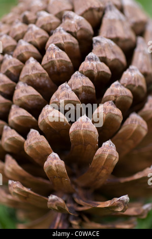 Ocote (Pinus montezumae) cone Stock Photo - Alamy