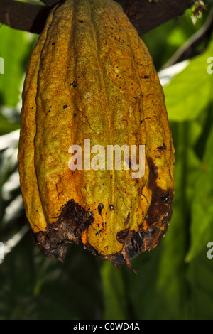 Fruit from Theobroma cacao (Cocoa tree), close-up Stock Photo - Alamy