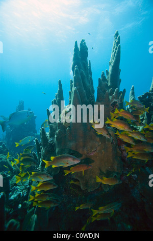 Belize Coral Reef Underwater and fish Stock Photo - Alamy