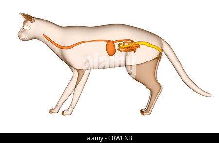 Anatomy of the cat digestion Stock Photo - Alamy