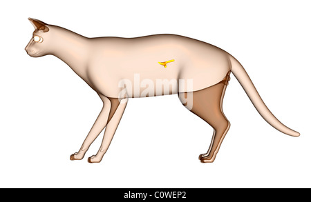 Anatomy of pancreas Stock Photo: 57643410 - Alamy