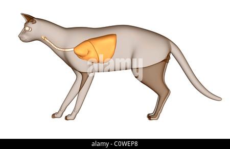 Anatomy of the cat respiratory lungs Stock Photo - Alamy