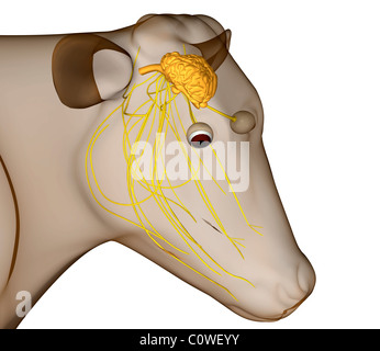Anatomy of the cow brain Stock Photo - Alamy