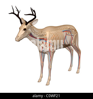 deer anatomy respiratory lungs skeleton transparent body Stock Photo ...