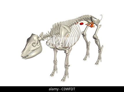 pig anatomy reproductive ovary with transparent body Stock Photo - Alamy