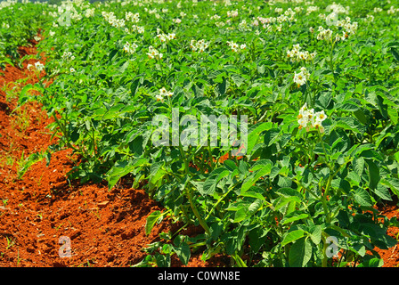 Potato field 04 Stock Photo - Alamy