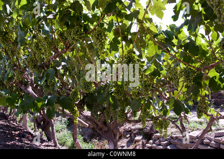 Peru. Ica department. grapes on a vine. Quebranta grape variety Stock ...