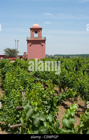 Peru. Ica department. Tacama vineyards Stock Photo - Alamy
