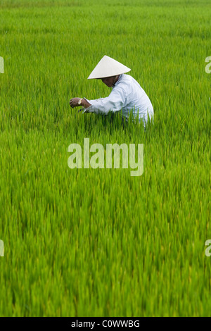 Man picking rice in paddy field in Lombok, Indonesia Stock Photo - Alamy