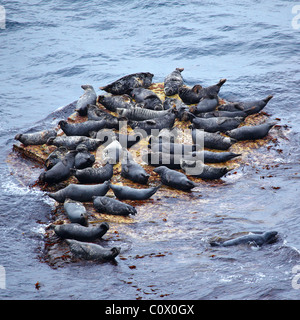 Grey Seal rookery Stock Photo - Alamy