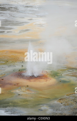 Detail of geysers at Norris Geyser Basin from loop trail, Yellowstone ...