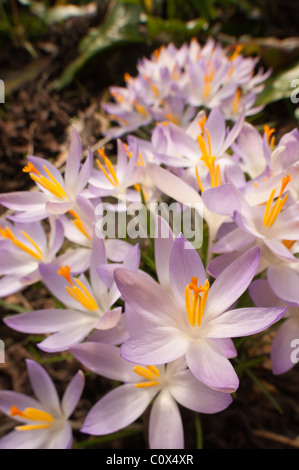 Crocuses opening up between showers on an early Spring day Stock Photo ...