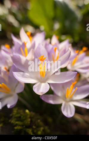 Crocuses opening up between showers on an early Spring day Stock Photo ...