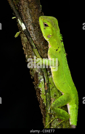 Amazon forest dragon (Enyalioides laticeps), detail of its scaly crest ...