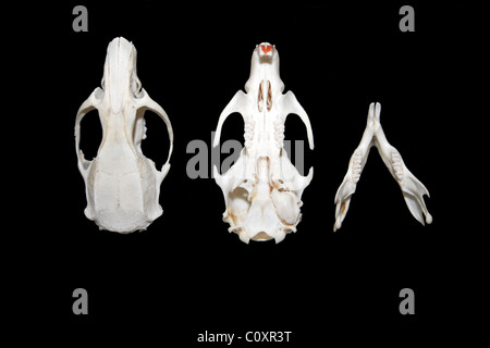 Brown Rat (Rattus norvegicus). 'Black' or melanistic form Stock Photo ...