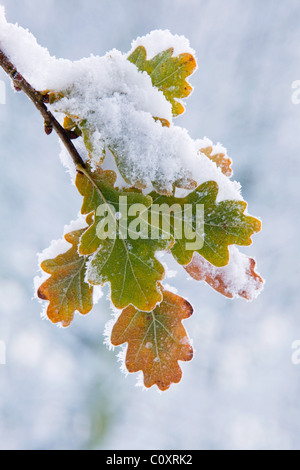 Snow covered Oak tree leaves Stock Photo - Alamy