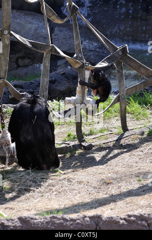 Chimpanzee family with mother father and baby at Taronga Zoo Mosman ...