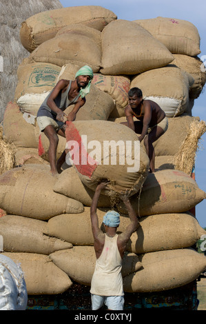 Overloaded Indian lorry carrying sacks of rice and farm workers ...