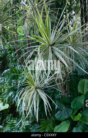 Barbados - Flower Forest tropical rainforest park and botanical gardens ...