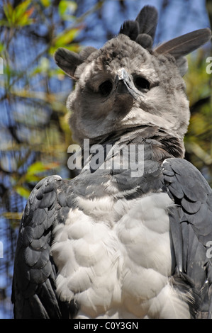 harpy eagle (American harpy eagle, Harpia harpyja) neotropical species ...