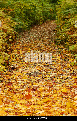 Autumn background: the path is covered with fallen leaves Stock Photo ...