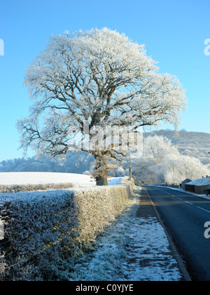 Hoar frost on tree Stock Photo - Alamy