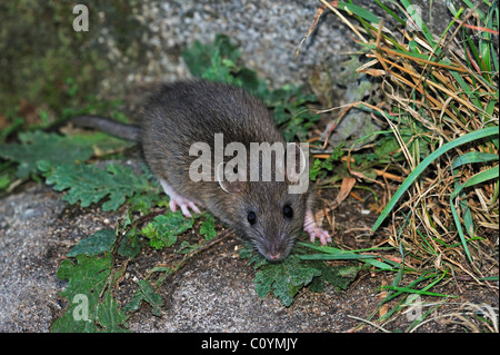 Brown Rat (Rattus norvegicus) juveniles in garden, Lower Saxony ...
