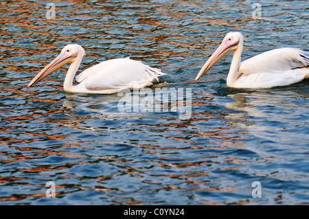 pelican birds swimming in the pool Stock Photo - Alamy