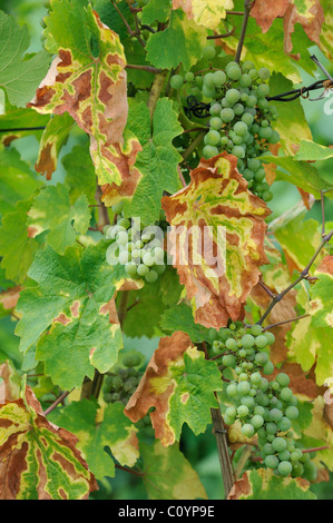 vine leaves and grapes Stock Photo - Alamy