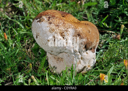 Mosaic puffball fungus (Handkea utriformis / Lycoperdon utriforme ...