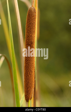 common cattail - great reedmace Stock Photo - Alamy