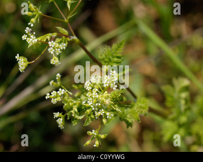 BUR CHERVIL Anthriscus caucalis (Apiaceae Stock Photo - Alamy