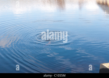 Trout rising for a fly Stock Photo - Alamy