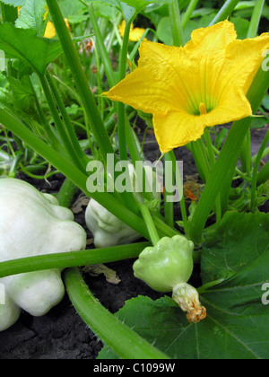 squash plantation in the vegetable garden, different stages of ...