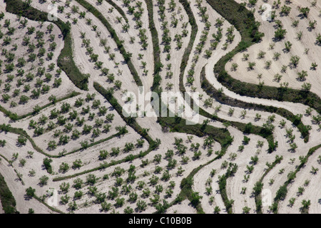 Spain terraced terraces olive grove orchard huerto garden farming Stock ...