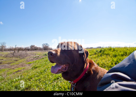 A panting Chocolate Lab resting after a walk Stock Photo - Alamy