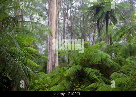 tree fern forest , Gibraltar Range National Park, New South Wales ...