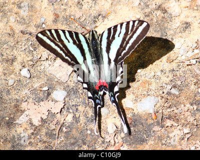 Zebra Swallowtail (Eurytides marcellus Stock Photo - Alamy