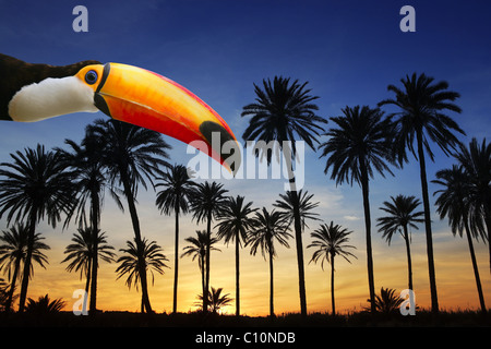 Toco Toucan, colorful tropical bird in Pantanal, Brazil Stock Photo - Alamy