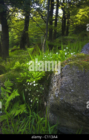 Padley Gorge Spring Stock Photo - Alamy