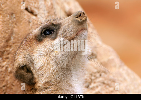 Wallonie, Brugelette, Belgium Stock Photo - Alamy