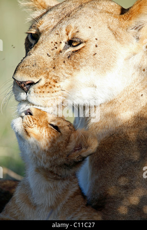 A Female Lion Guard and cub guarding the Forbidden City, Beijing, China ...