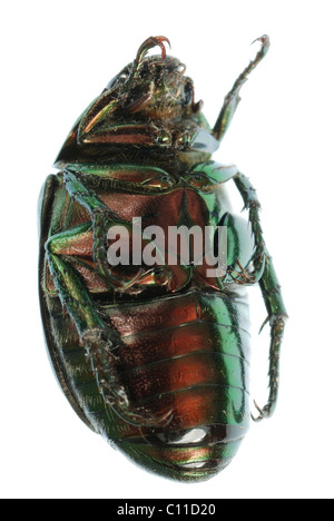 green beetle insect (Anomala cupripes) isolated on white Stock Photo ...