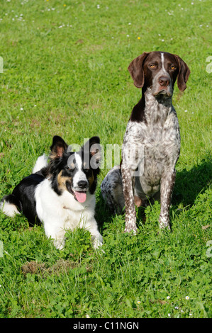shorthaired Border Collie Stock Photo - Alamy