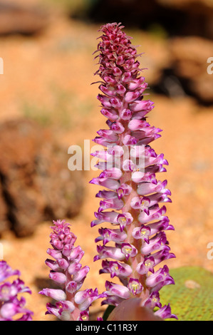 Pink flower, Namaqualand, South Africa Stock Photo - Alamy