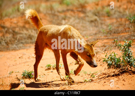 Australian dingo in the outback Stock Photo - Alamy