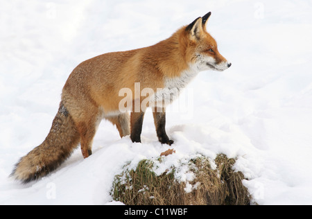 Red fox in the snowy world with freshly fallen snow. Photographed in ...