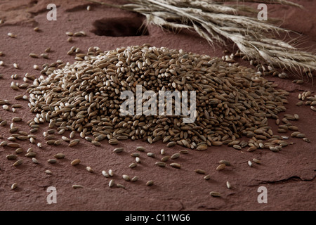 The rye crop (Secale cereale) on the hand Stock Photo - Alamy