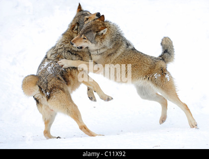 Fighting, playing wolves, cub, Mackenzie Wolf, Alaskan Tundra Wolf or ...