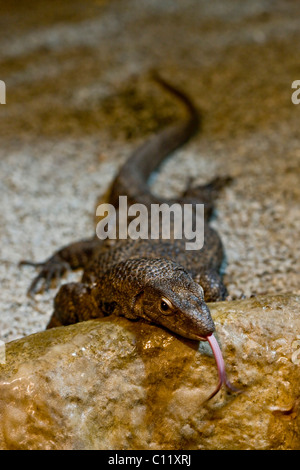 Dumeril's monitor (Varanus dumerilii), monitor lizard Stock Photo - Alamy
